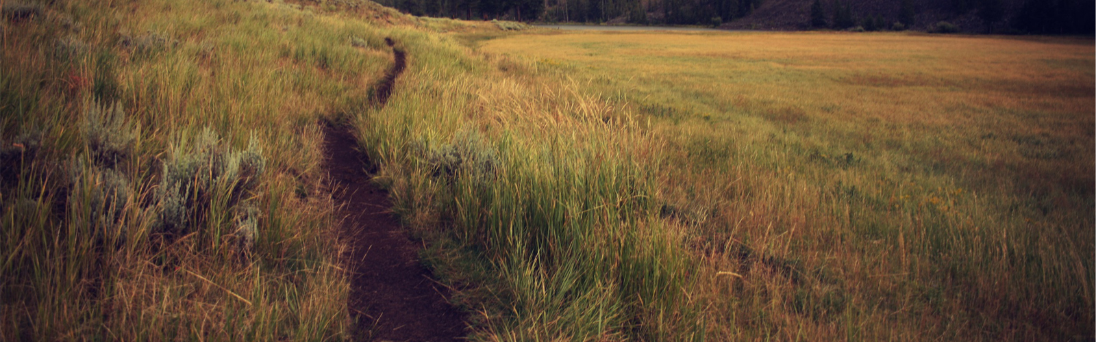 header_advice - Foster McKay